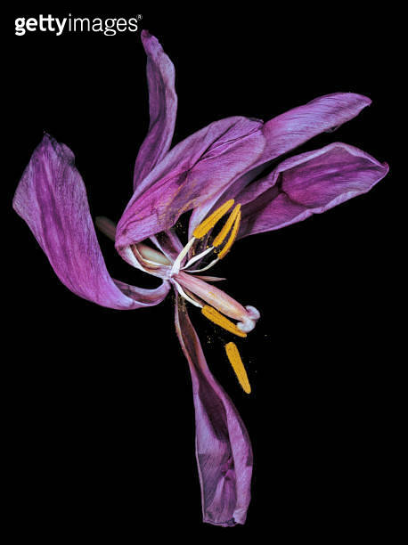 High res scan of single withered or dead tulip flower blossom isolated ...