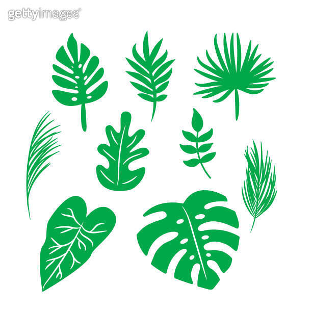 Vector tropical palm leaves, jungle green leaves, split leaf, monstera ...