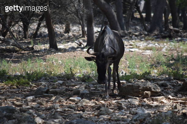 Wildebeest Approaching a Member of the Antelope Family and Also Called ...