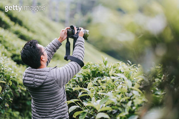 asian chinese tourist at cameron highland tea crop plantation enjoying ...