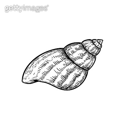 Sea shell conch. Hand drawn sketch style illustration. Best for summer ...