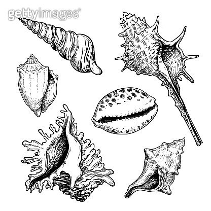 Sea shells sketch set. Hand drawn vector drawing of different types sea ...