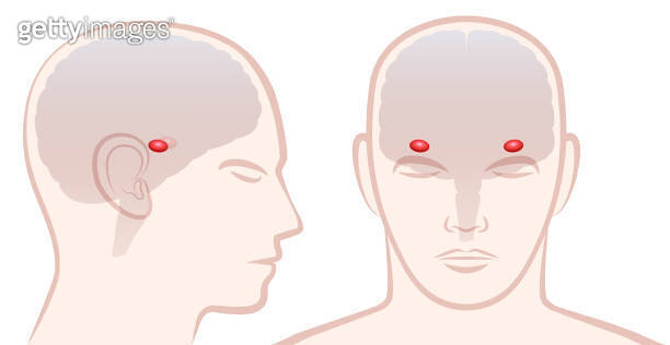 Amygdala. Profile and frontal view with location of pair of amigdalas ...