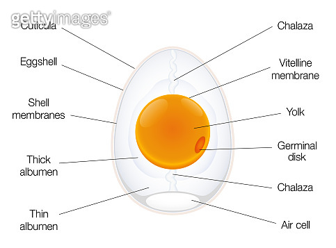 Anatomy of a birds egg. Labeled egg structure chart with names of the ...