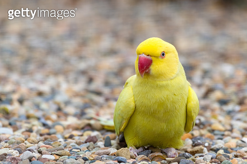 Rose Winged Parakeet Resting on the Ground 이미지 (1285272063) - 게티이미지뱅크