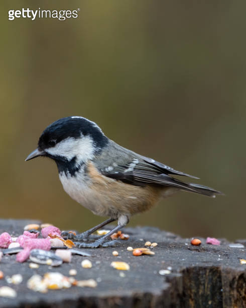 Tiny Coal Tit on an Old Tree Stump Feeding (1201943683) - 게티이미지뱅크