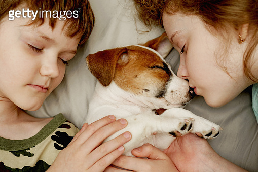 Children's laying and hugging a puppy Jack Russell Terrier. 이미지 ...