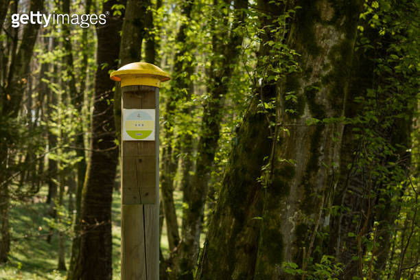 Hiking trail wooden marker, sign post in lush green forest 이미지 ...