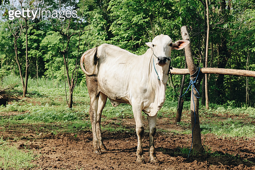 Ongole Crossbred cattle or Javanese Cow or White Cow or sapi peranakan ...