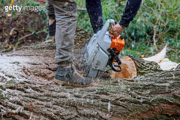 A tree falling in the cut with a chainsaw broken the tree after a ...