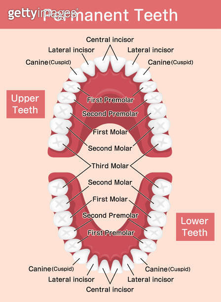 Human permanent teeth chart vector illustration (1248055751) 일러스트, 무료 ...