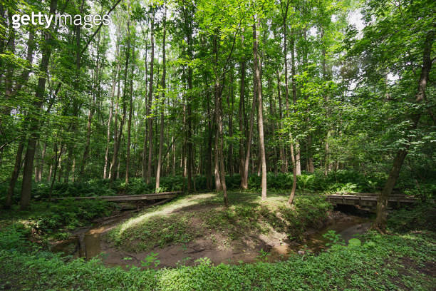 A glimpse at the trail in the forest surrounding Wye marsh, a protected ...