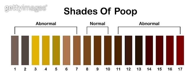 Shades color of poop. Human feces color strip. Healthy concept. Normal ...