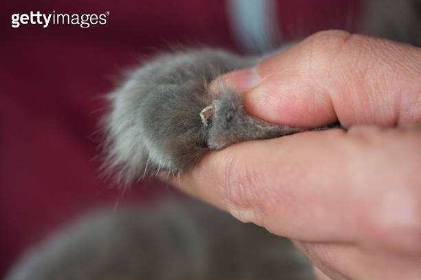 Cat nail injury 이미지 (1203539406) - 게티이미지뱅크