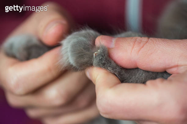 Cat claw injury 이미지 (1203539423) - 게티이미지뱅크