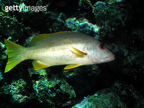 One spot snapper (Lutjanus monostigma) Taking in Red Sea, Egypt ...