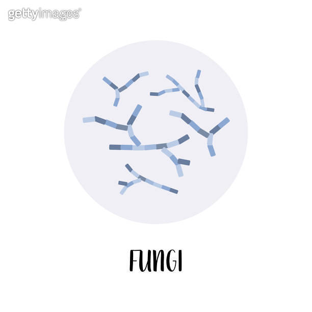 Fungi, fungus. Soil bacteria. Mycology. Morphology. Microbiology ...