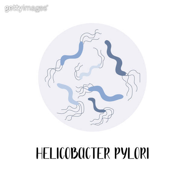 Helicobacter pylori or Campylobacter pylori. Gram-negative, spiral ...