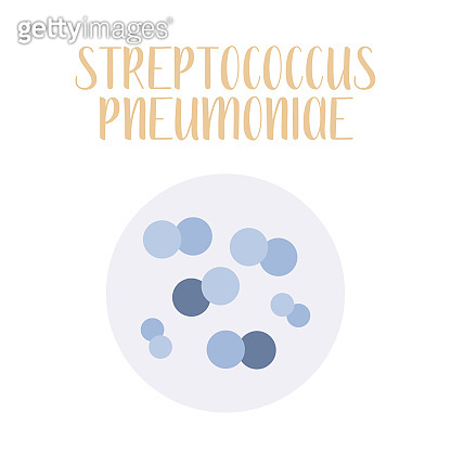 Streptococcus Pneumoniae, Pneumococcus, pathogen. Spherical, gram ...