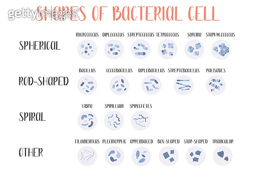 Bacteria classification. Shapes of bacteria. Types and different forms ...