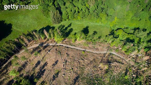 Deforestation, dead trees and forest dieback - aerial view (1231934731 ...