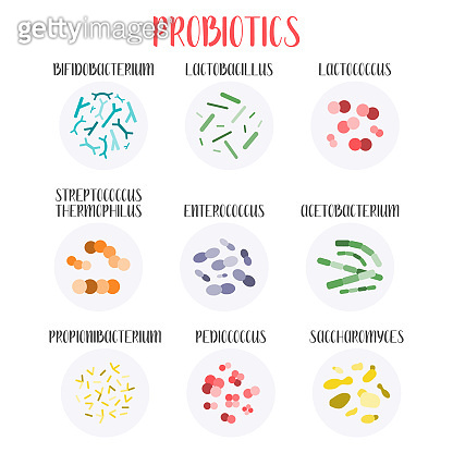 Probiotics infographic. Lactic acid bacteria. Good bacteria for gut and ...