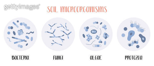 Soil biology. Soil microorganisms: bacteria, fungi, algae, protozoa ...