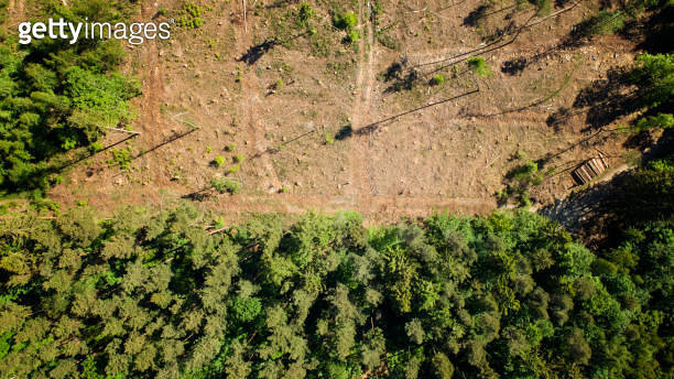 Deforestation, dead trees and forest dieback - aerial view 이미지 ...