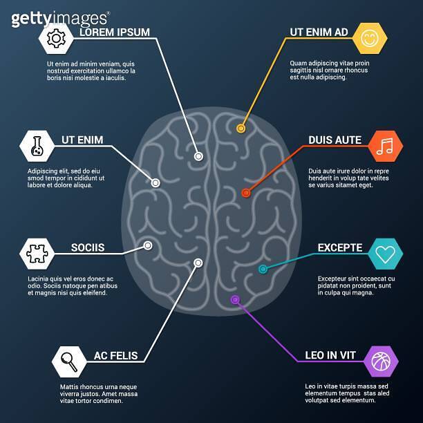 Human brain lobes, anatomy structure, infographic. Left and right human ...