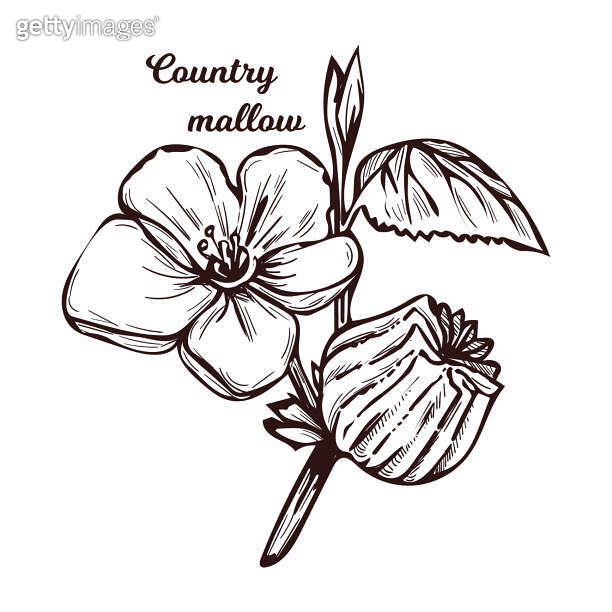 Country mallow heartleaf, silky white mallow isolated vector ...