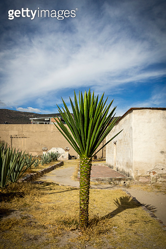 Yucca plant growing at the ancient Aztec Zapotec ruins of Mitla Oaxaca ...