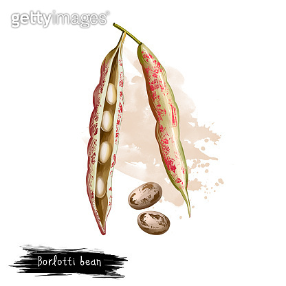Borlotti bean. Digital art illustration of cranberry beans, Roman ...