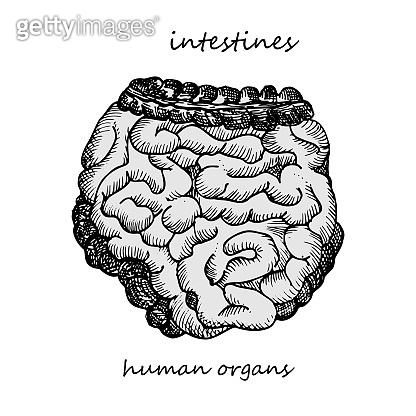 Intestines. Realistic hand-drawn icon of human internal organs ...