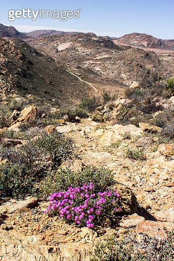 A flowering purple Vygie in the arid Nama Karoo 이미지 (1264490809) - 게티이미지뱅크