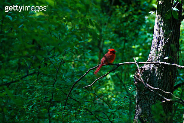 A Cardinal Bird in the Forest 이미지 (1224211568) - 게티이미지뱅크