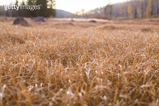 Artsy Background Shot of Yellow Marsh Grass In the Summer in the Grand ...