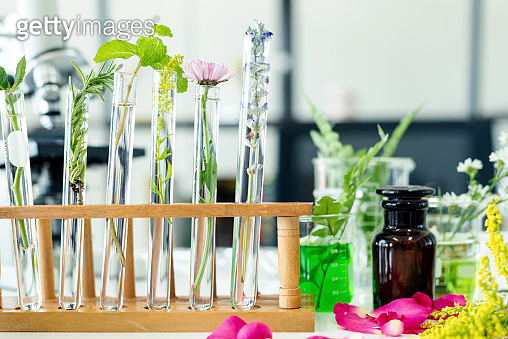 Science lab research with microscope for Natural aromatic and essential ...