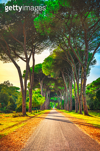 San Rossore park, footpath in pine tree misty forest or pinewood. Pisa ...