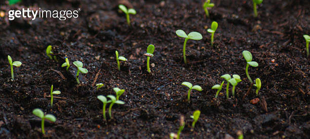 The first spring green shoots. Seedlings of crops. Young greenery made ...