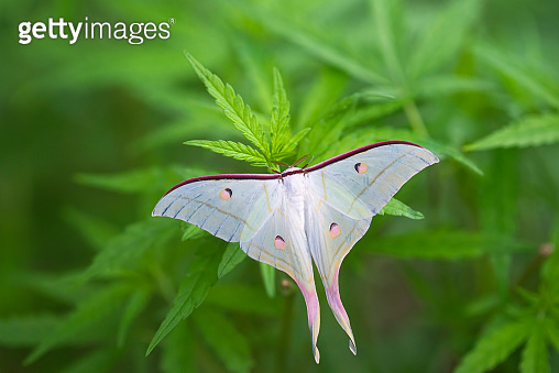 Beautiful night butterfly is clinging on the cannabis leaves (Actias ...