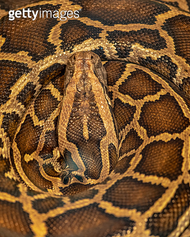 Close-up of python curled up in rings. Photo of a reticulated python ...