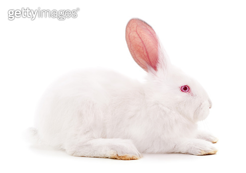One white rabbit. (1264668781) - 게티이미지뱅크