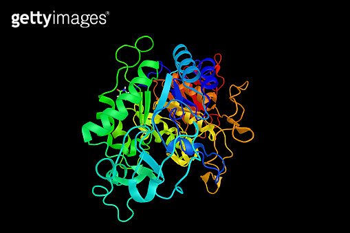 Amylase protein (3d structure). Digestive enzyme, responsible for the ...