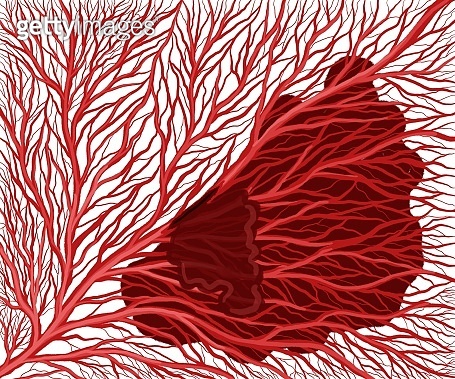 capillary network and red blood cells 이미지 (1206625611) - 게티이미지뱅크