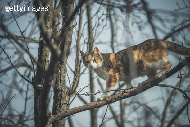 Colorful orange white and black cat between the branches on tree ...