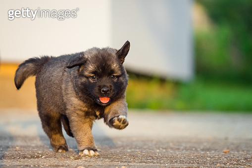 Portrait of young Illyrian Shepherd Dog puppy (Sarplaninac, Yugoslavian ...