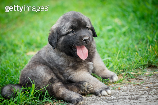 Portrait of young Illyrian Shepherd Dog puppy (Sarplaninac, Yugoslavian ...