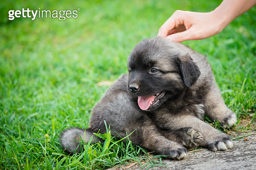 Portrait of young Illyrian Shepherd Dog puppy (Sarplaninac, Yugoslavian ...