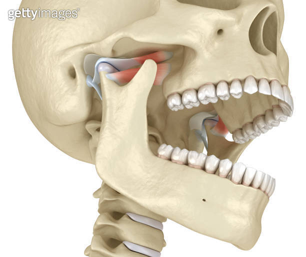 TMJ: The temporomandibular joints. Healthy occlusion anatomy. Medically ...