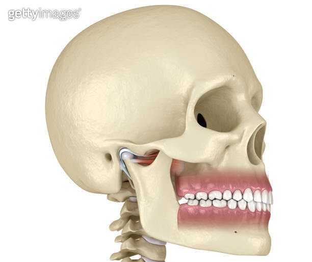 TMJ: The temporomandibular joints. Healthy occlusion anatomy. Medically ...
